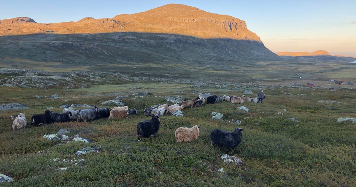 Kommunevalprogram Ål Senterparti 2023 - 2026 - Senterpartiet