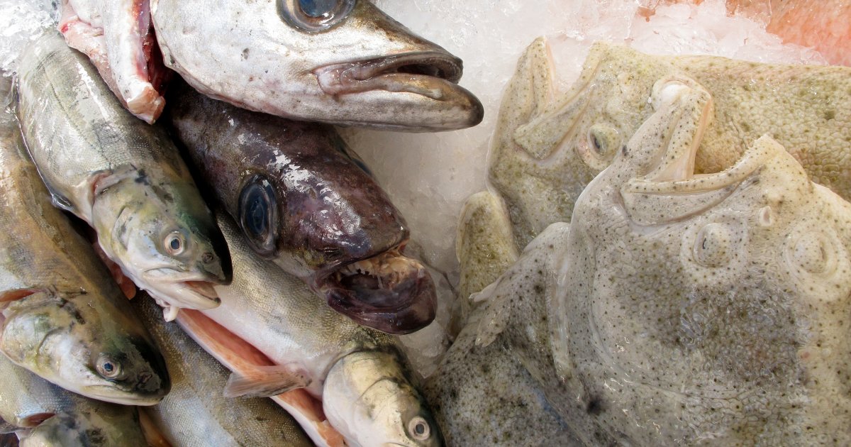 Økosystemene i våre fjorder er i stor fare - Senterpartiet